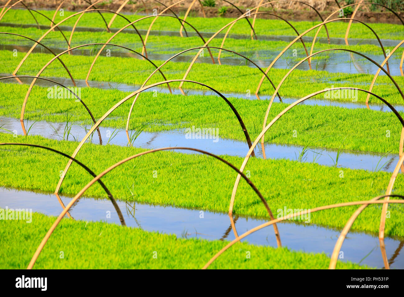 Les semis de riz dans les rizières. Young sont de plus en plus de riz ...