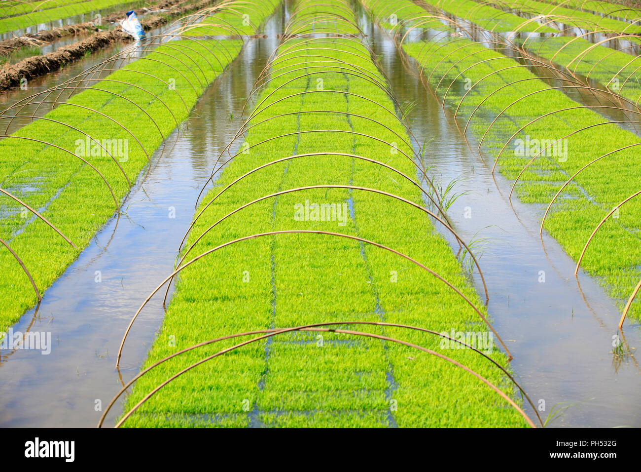 Les semis de riz dans les rizières. Young sont de plus en plus de riz ...