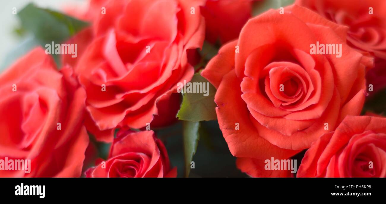 Belles roses rouges Banque de photographies et d’images à haute ...