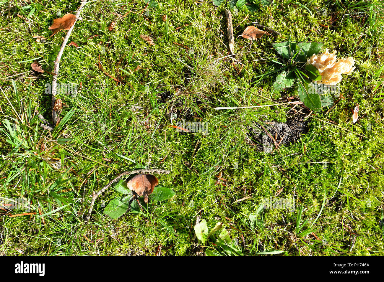 Sol mousse Banque de photographies et d’images à haute résolution - Alamy
