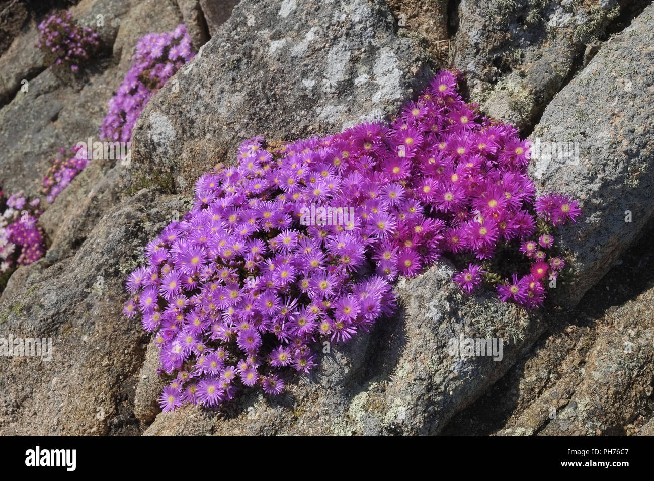 Plante de rocaille Banque de photographies et d’images à haute ...
