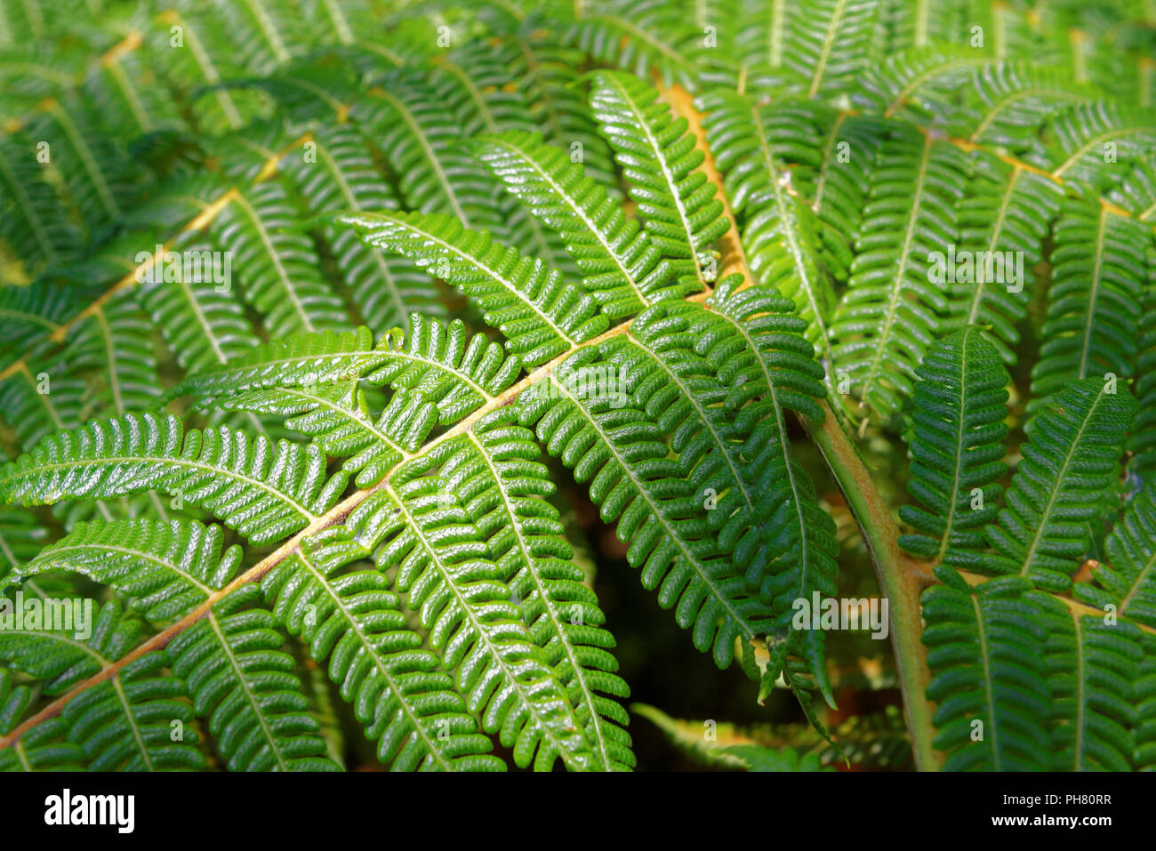 Ponga tree Banque de photographies et d’images à haute résolution - Alamy
