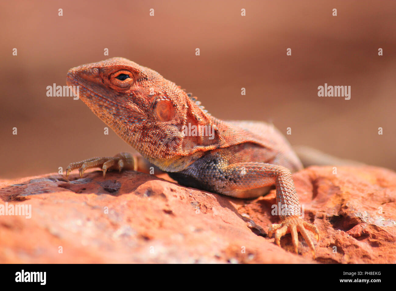 Lizard karijini national park australia Banque de photographies et d ...