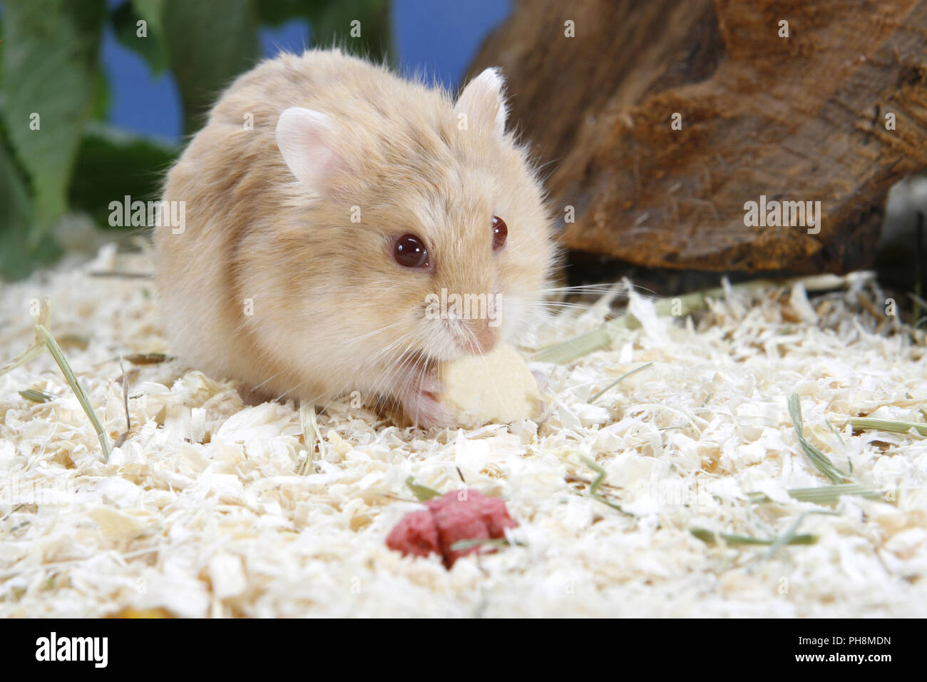 Campbell dwarf hamster Banque de photographies et d’images à haute ...