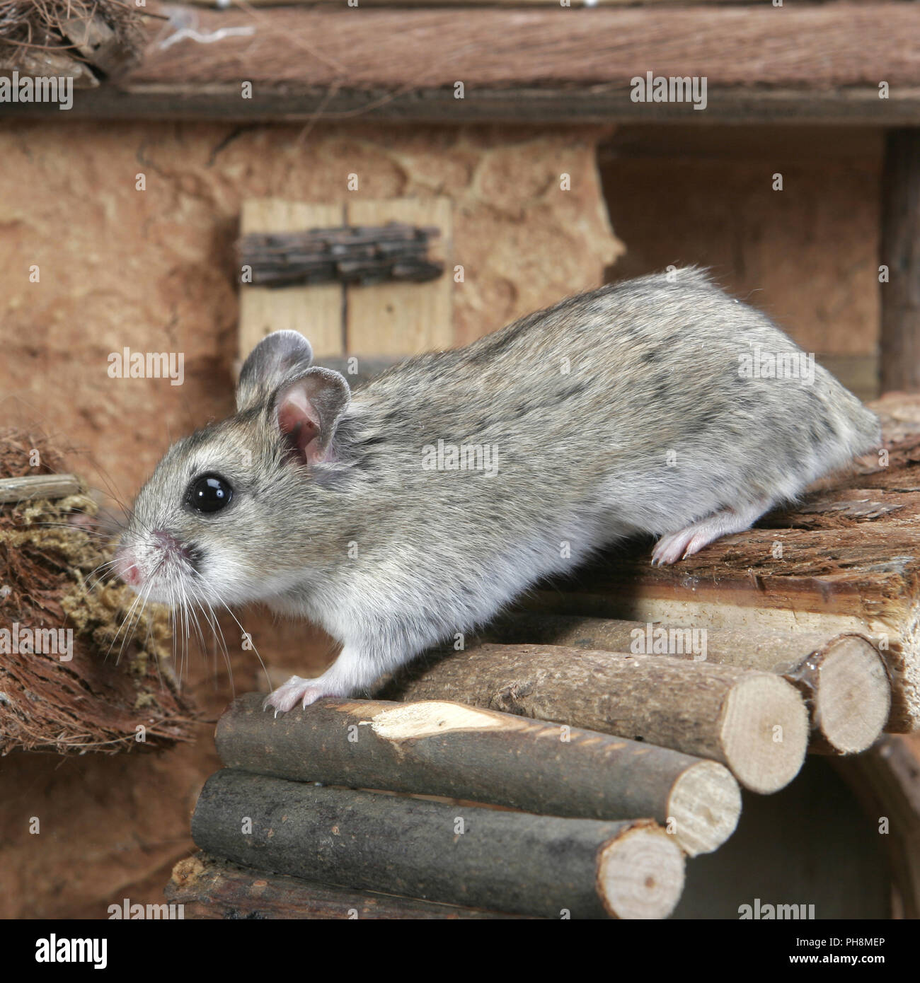 Hamster Chinois Banque d'image et photos - Alamy