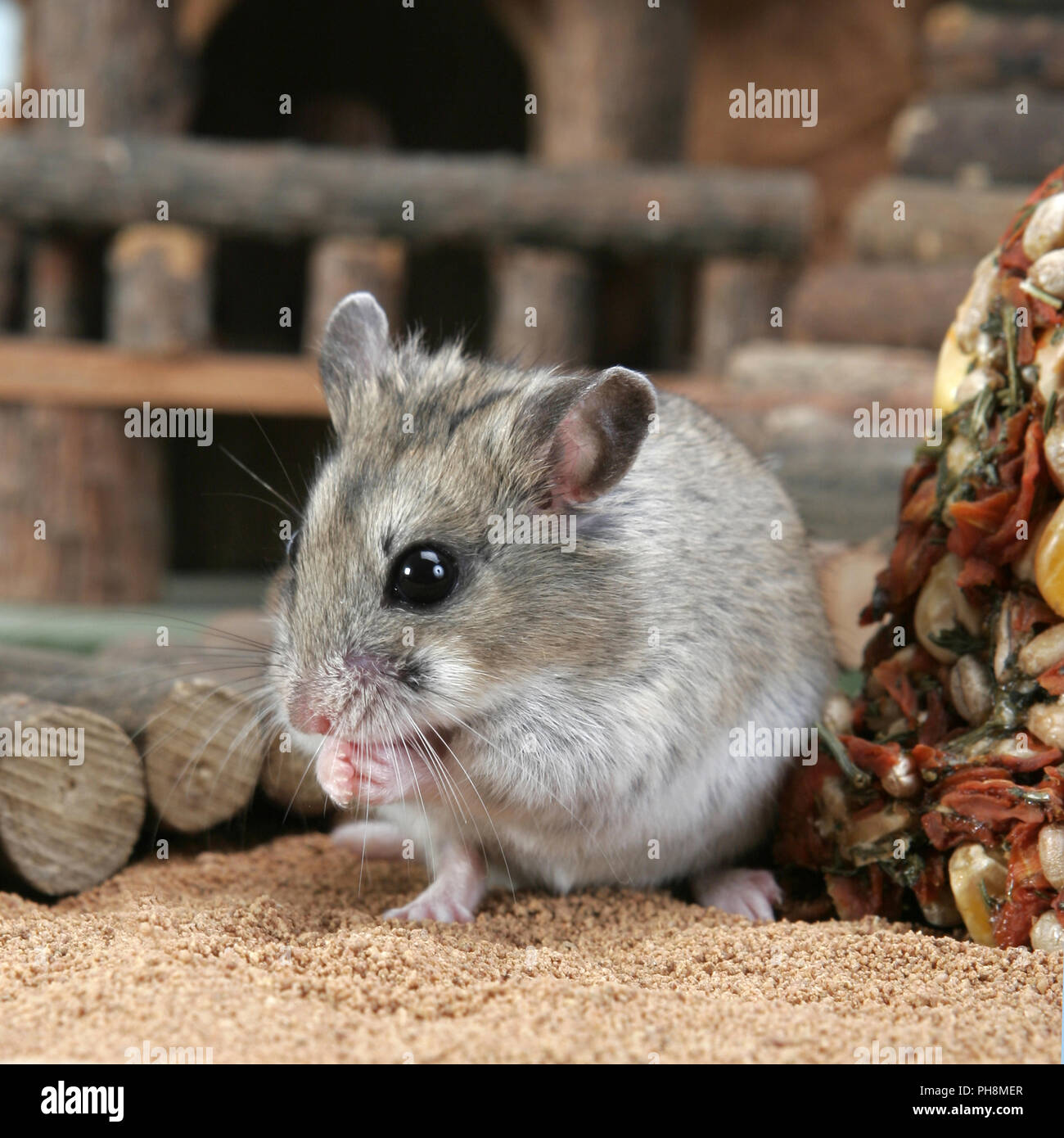 Hamster chinois Banque de photographies et d’images à haute résolution ...