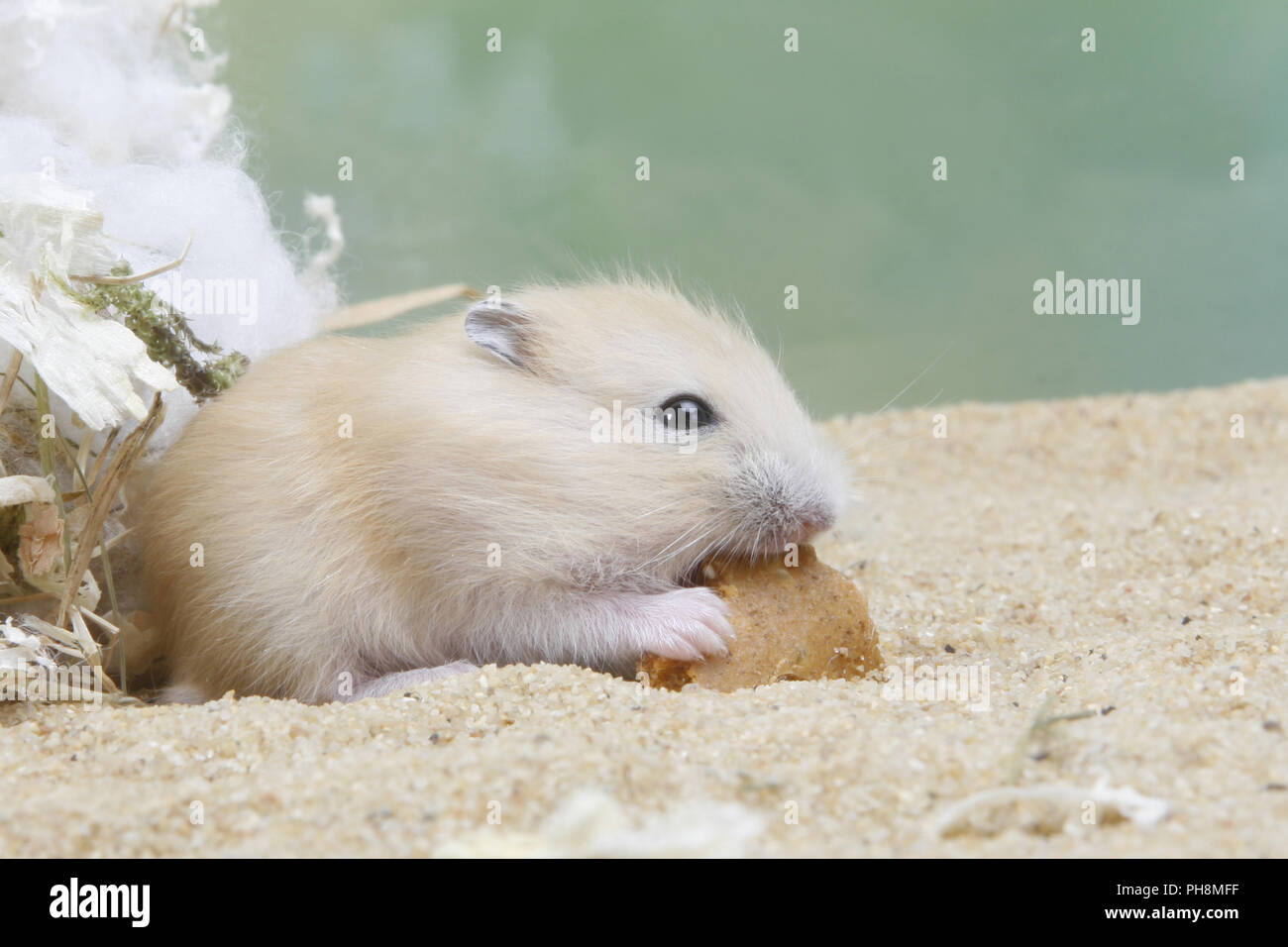 Hamsters russes Banque de photographies et d’images à haute résolution ...