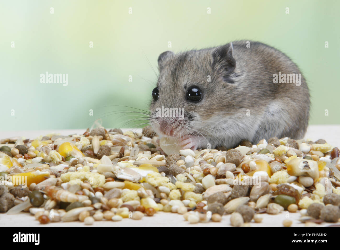 Hamster chinois Banque de photographies et d’images à haute résolution ...