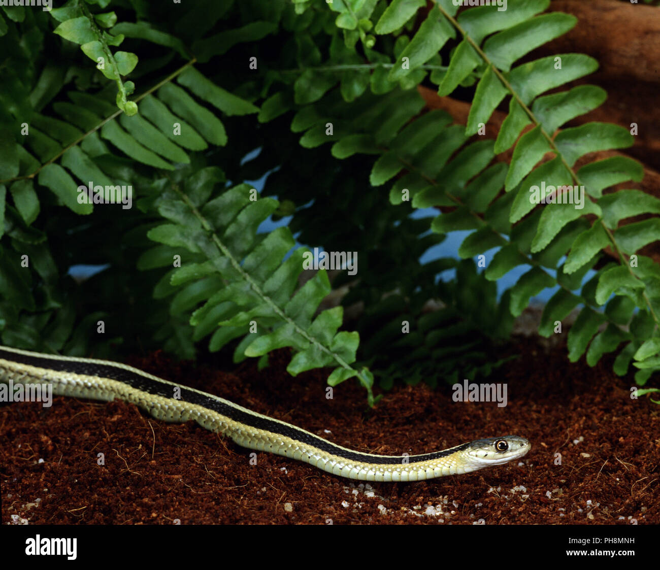 Common garter snake Banque de photographies et d’images à haute ...