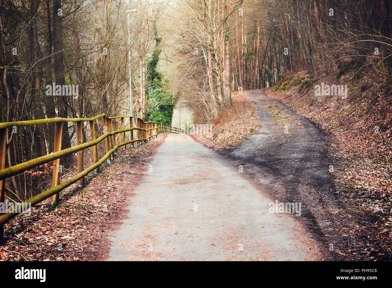 Path in forest split Banque de photographies et d’images à haute ...