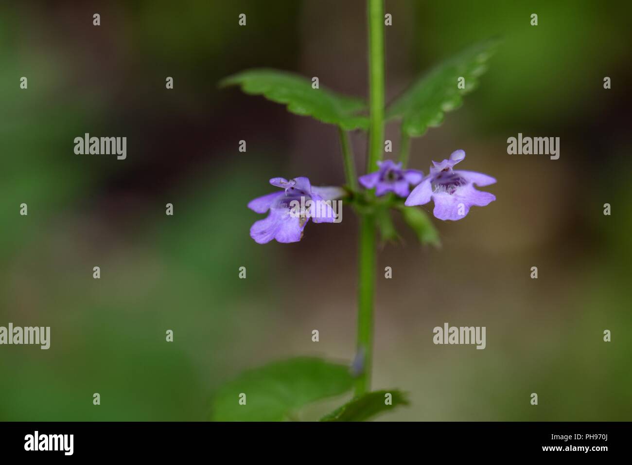 Lierre Terrestre Glechoma Hederacea Banque d'image et photos - Alamy