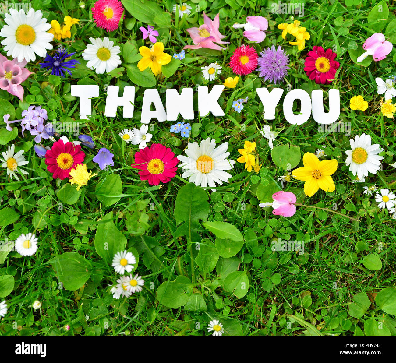 Merci fleur Banque de photographies et d’images à haute résolution - Alamy