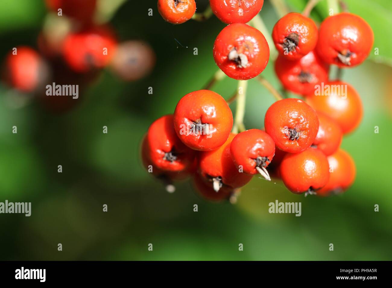 Pyracantha coccinea Banque de photographies et d’images à haute ...