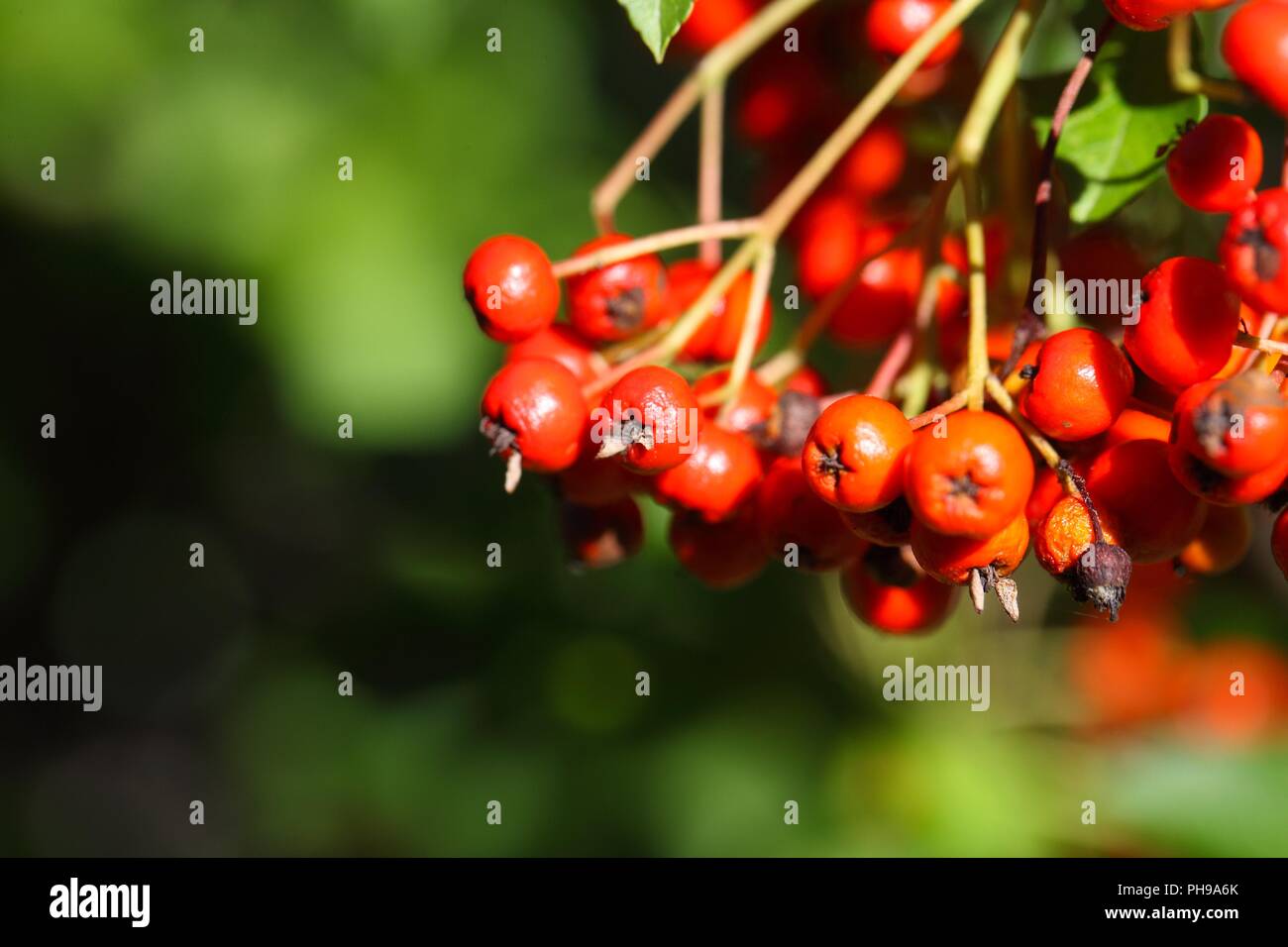 Pyracantha coccinea Banque de photographies et d’images à haute ...