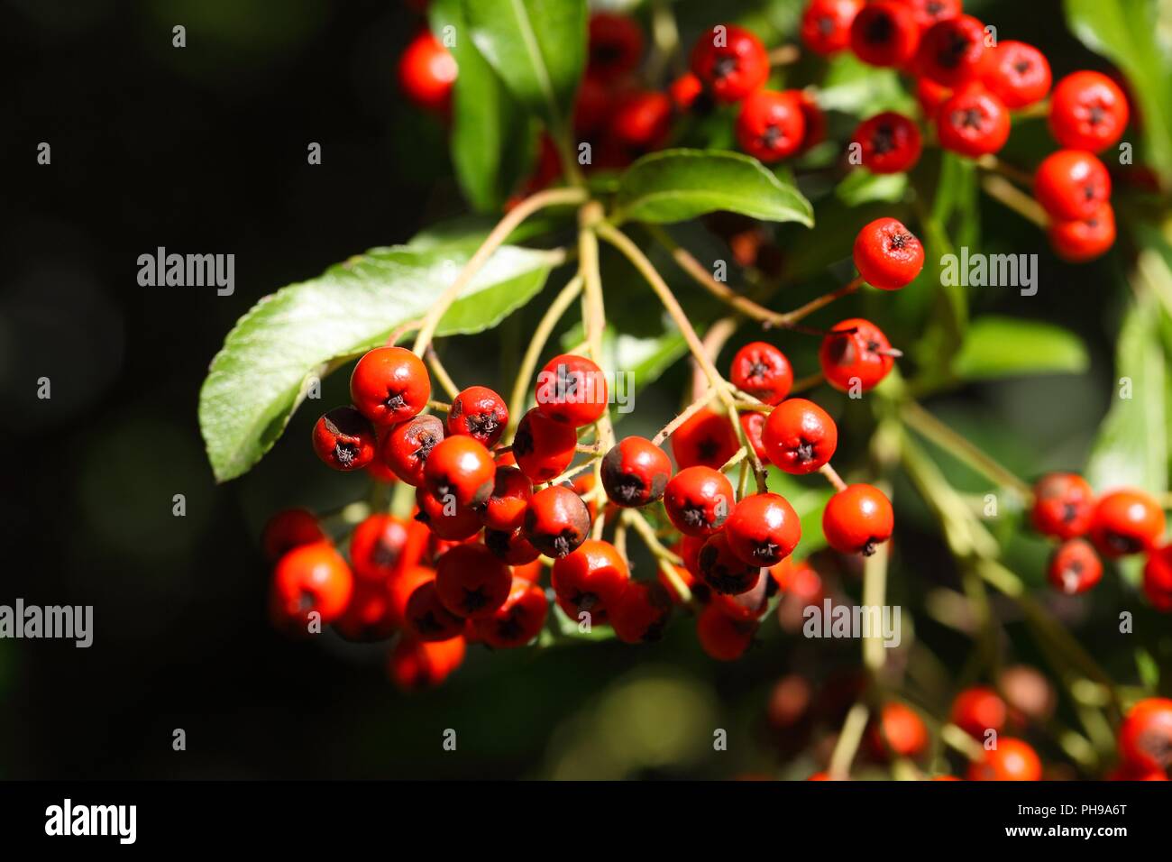 Pyracantha coccinea Banque de photographies et d’images à haute ...