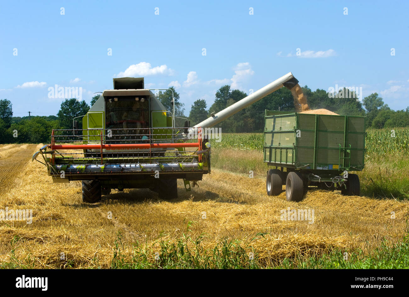 Une moissonneuse-batteuse est de transporter le grain récolté dans une ...