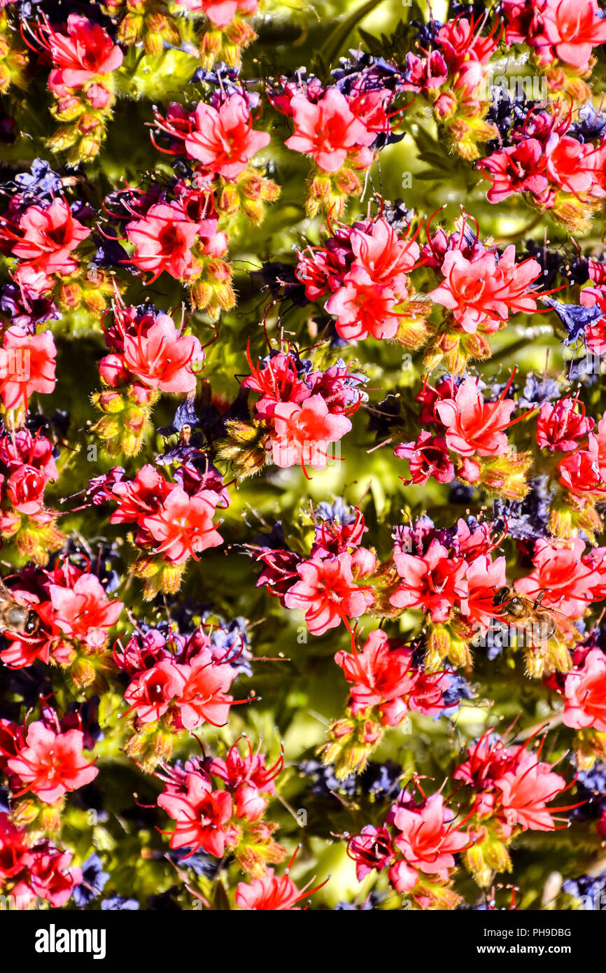 Textura de fondo flores Banque de photographies et d’images à haute ...