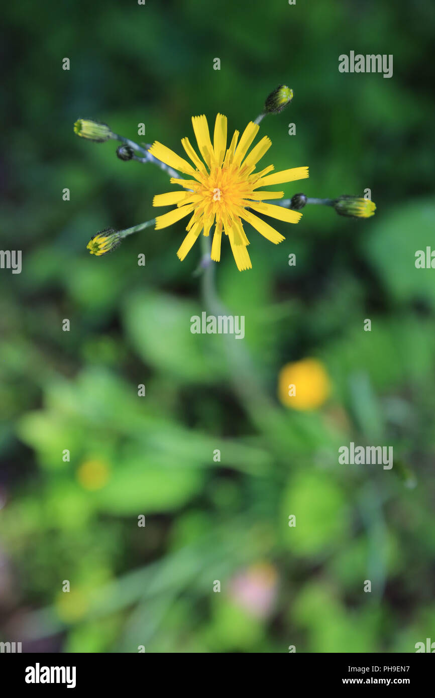 Fleurs Lapsana Communis Banque d'image et photos - Alamy