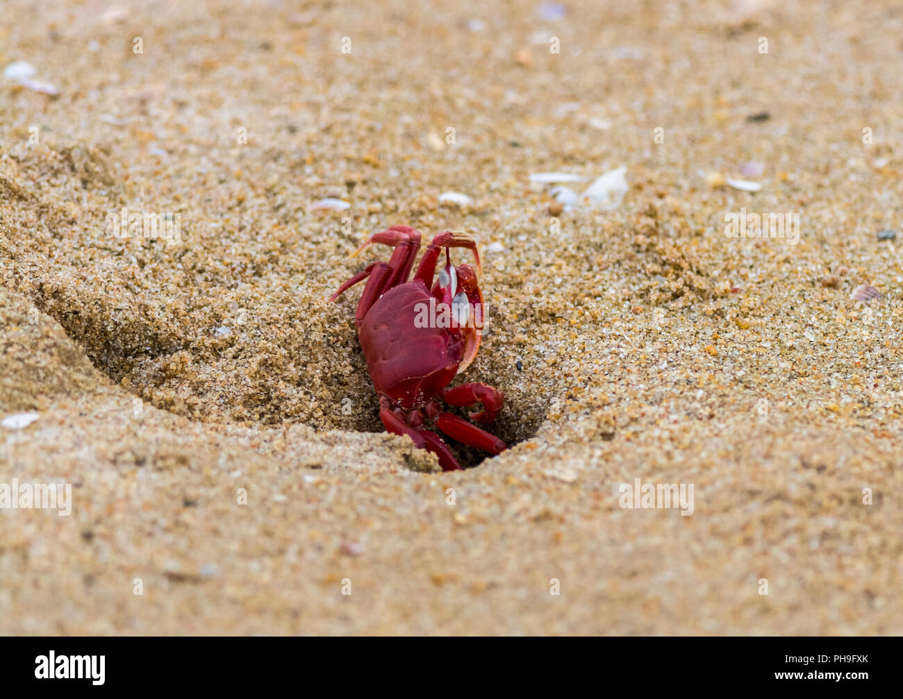 Crabe rouge Banque de photographies et d’images à haute résolution - Alamy