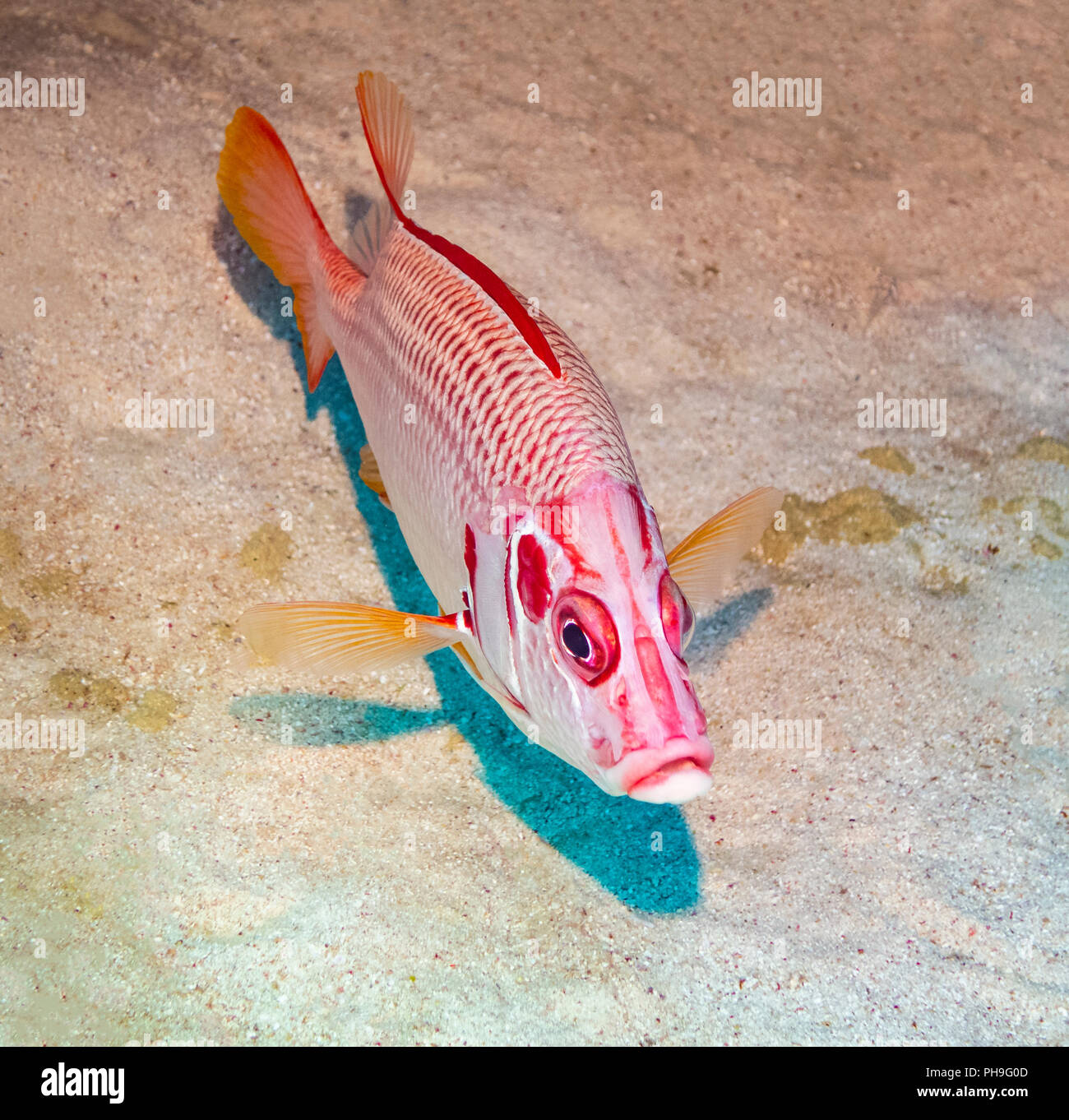 Poisson écureuil Banque de photographies et d’images à haute résolution ...