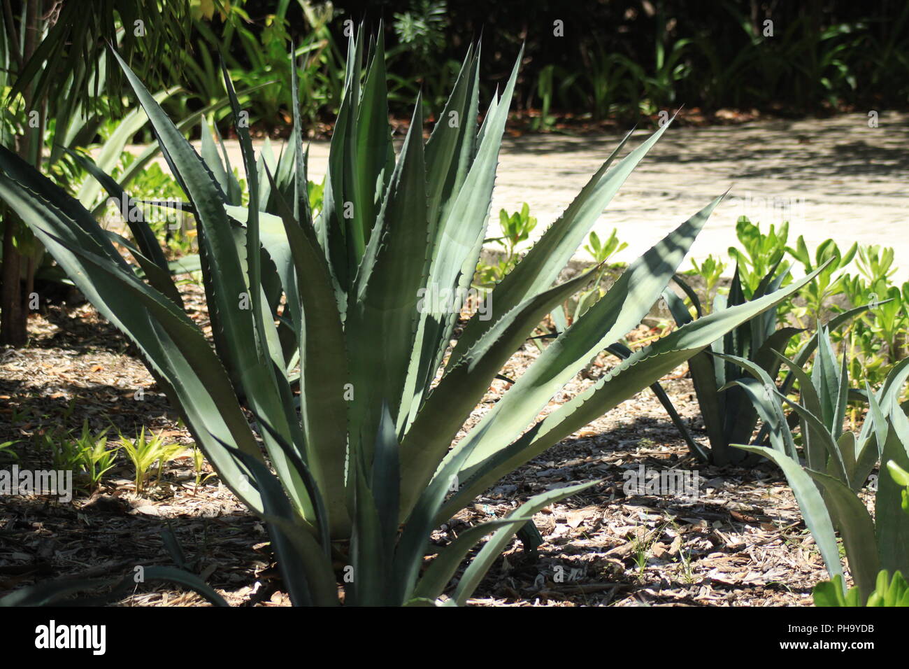 Blue maguey cactus Banque de photographies et d’images à haute ...