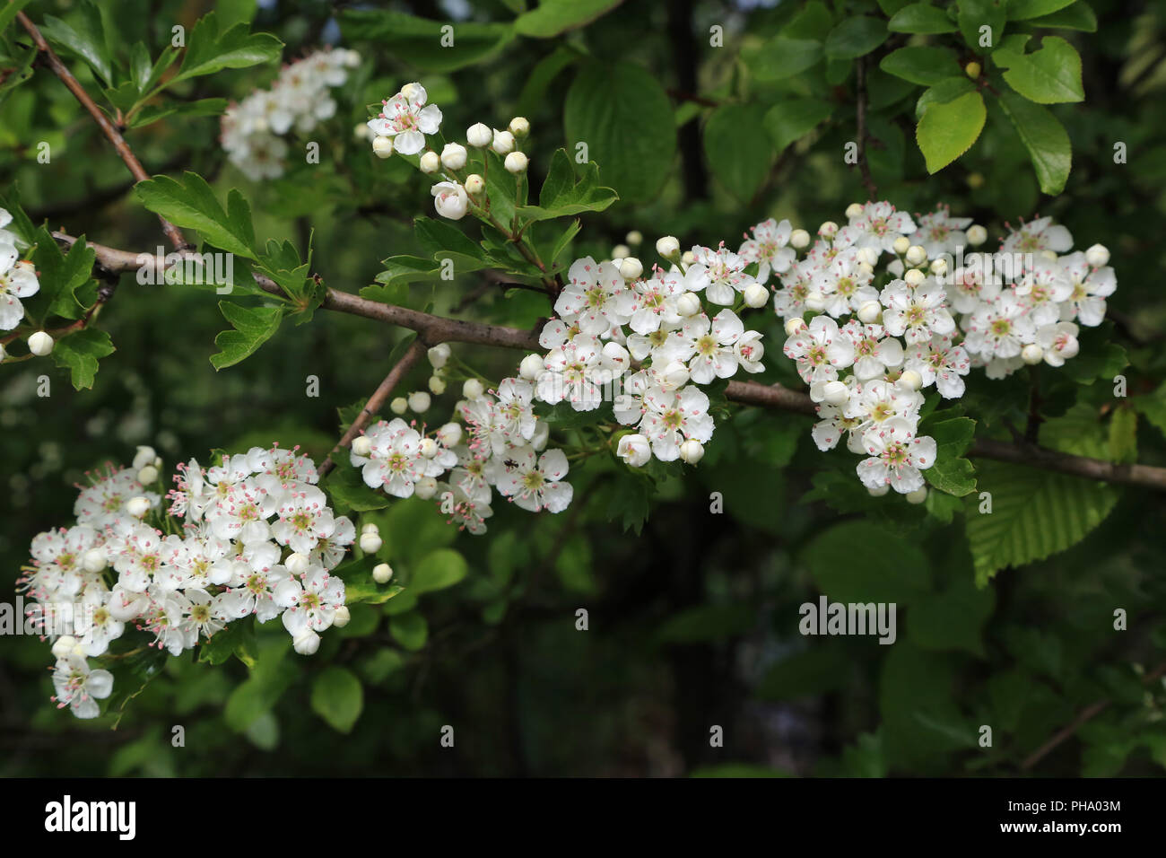 Feuille de crataegus monogyna Banque de photographies et d’images à ...