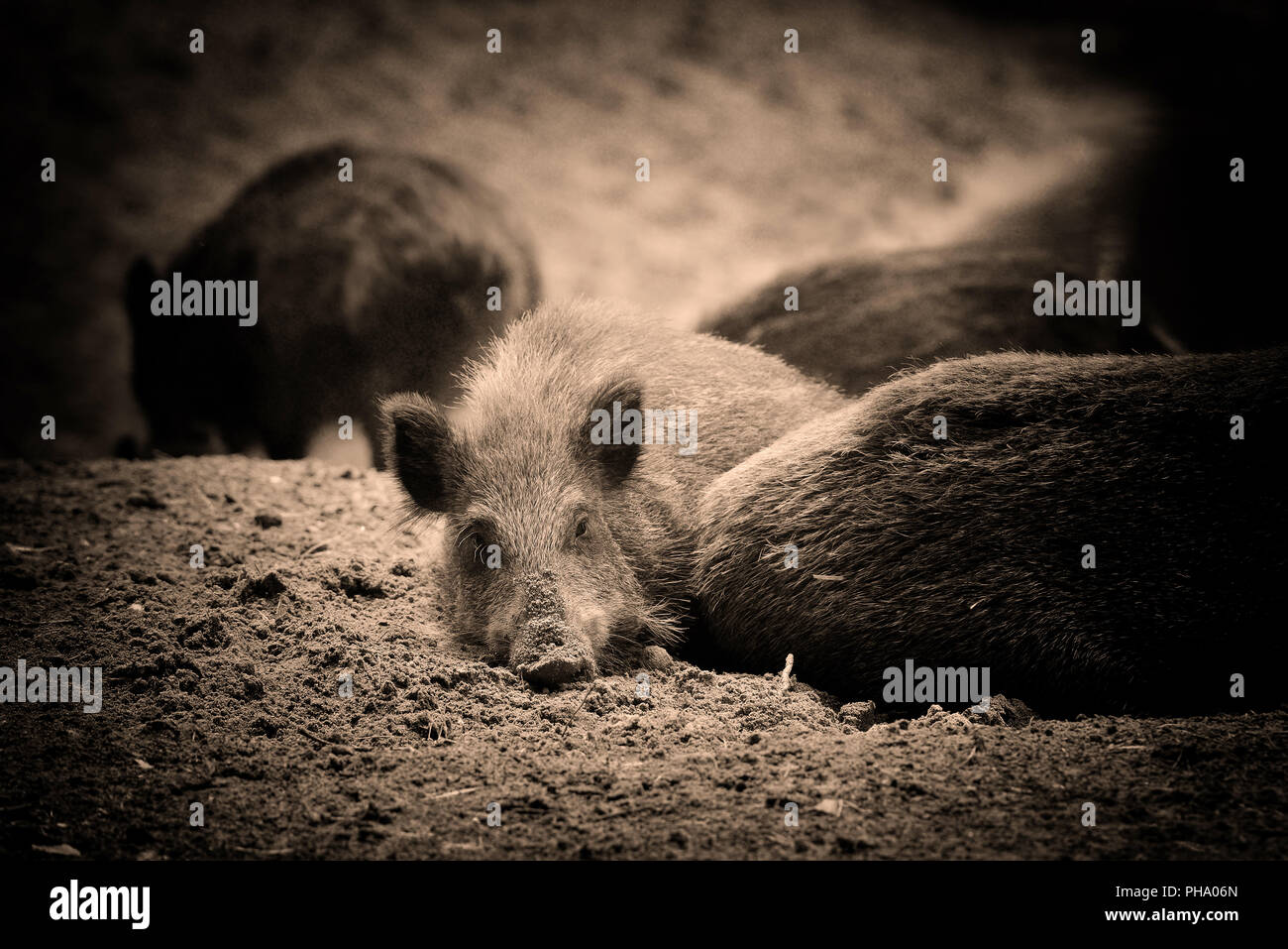 La Faune Dans L'art Banque d'image et photos - Alamy