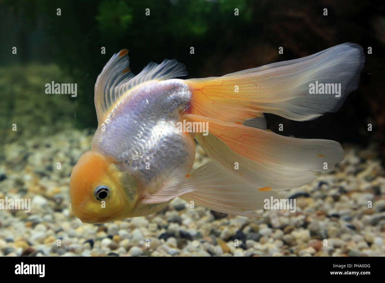 Goldfish carassius auratus auratus Banque de photographies et d’images ...