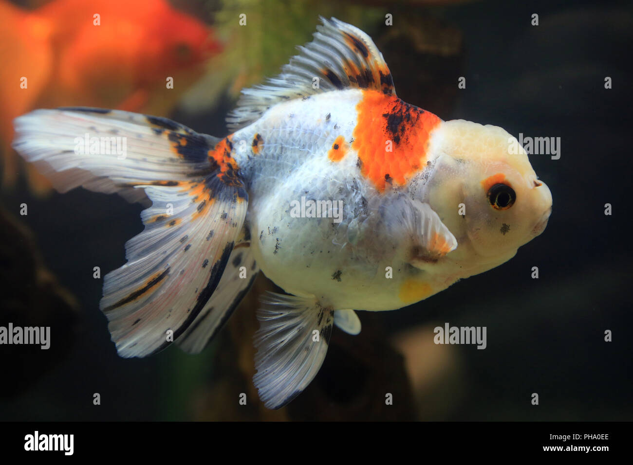 Carassius auratus Banque de photographies et d’images à haute ...