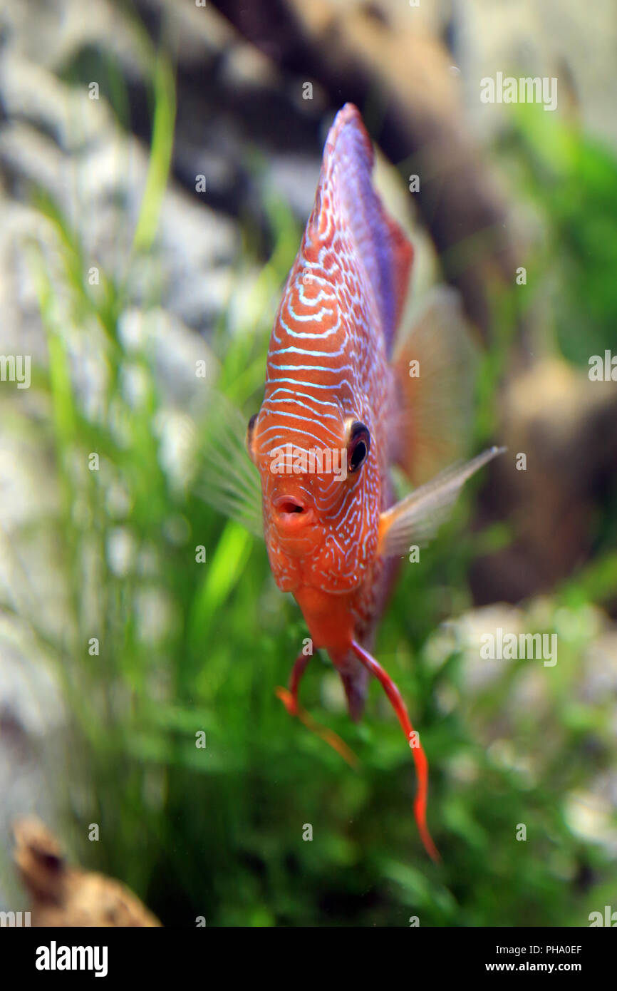 Discus disc Banque de photographies et d’images à haute résolution - Alamy