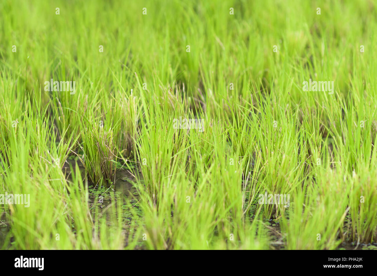 Champ de riz philippines Banque de photographies et d’images à haute ...