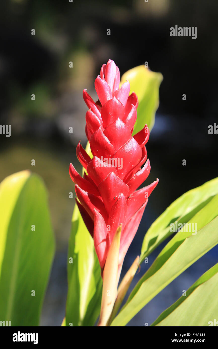 Fleur tropicale rouge au gingembre Banque de photographies et d’images ...
