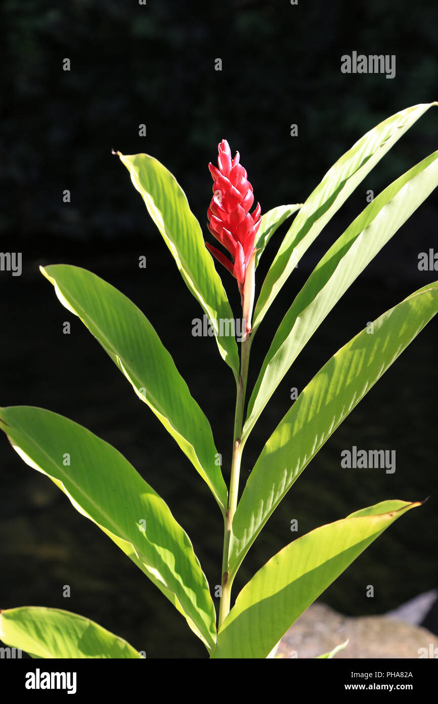 Gingembre rouge alpinia purpurata Banque de photographies et d’images à ...