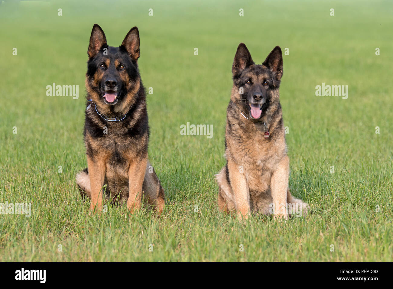 Bergers allemands Banque de photographies et d’images à haute résolution - Alamy