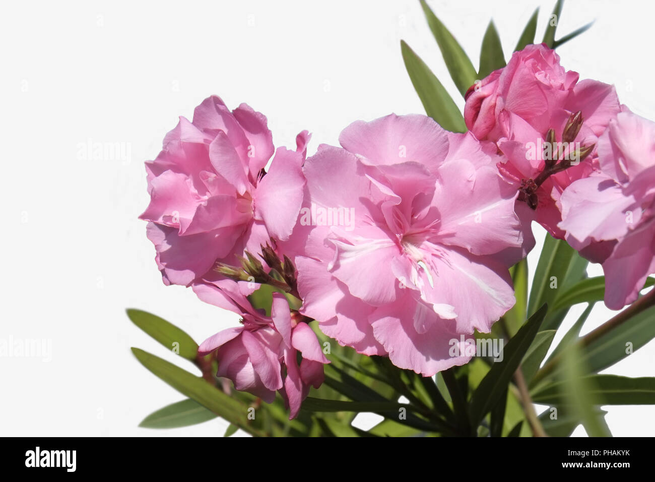 Le laurier rose a fleurs doubles Banque de photographies et d’images à ...
