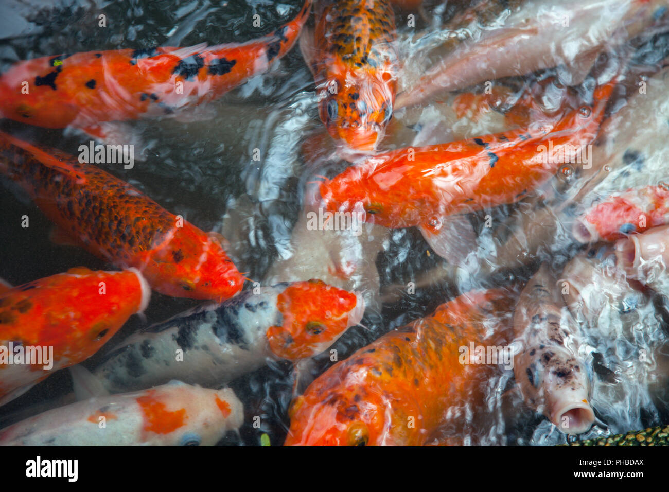 Poissons d'étang Banque de photographies et d’images à haute résolution ...