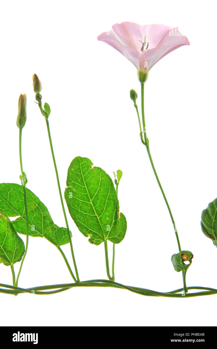 Liseron des champs convolvulus arvensis Banque d'images détourées - Alamy