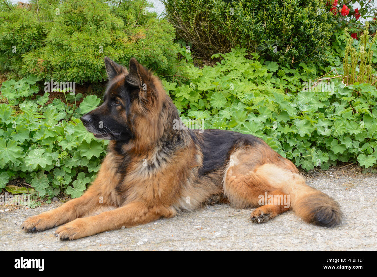 Animal vigilant et vigilant Banque de photographies et d’images à haute ...