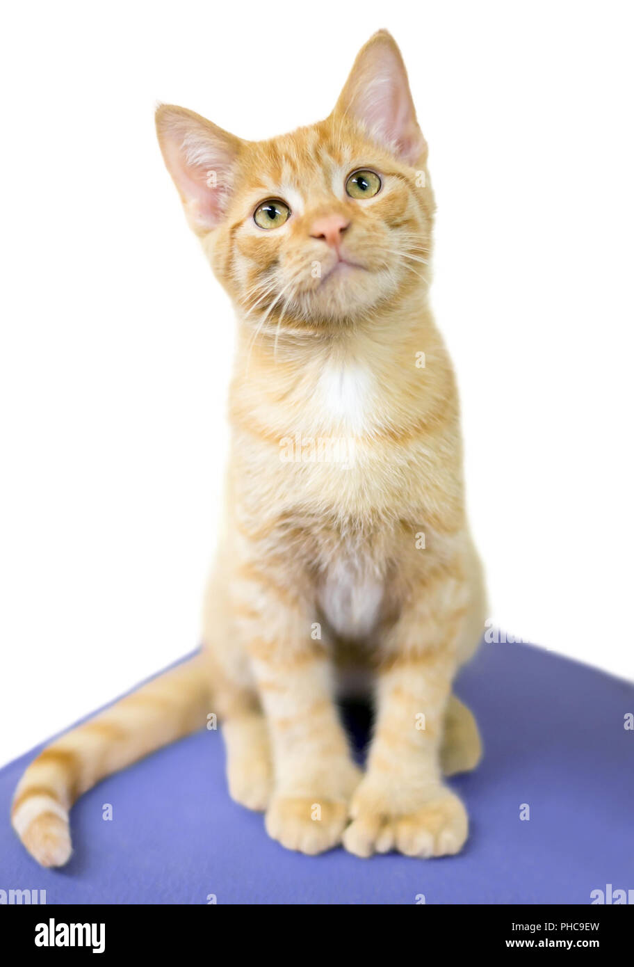 Chat polydactyle Banque de photographies et d’images à haute résolution ...