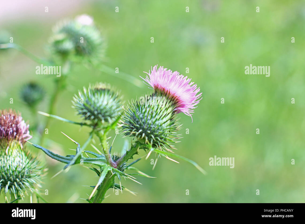 Chardon et mauvaises herbes Banque de photographies et d’images à haute ...