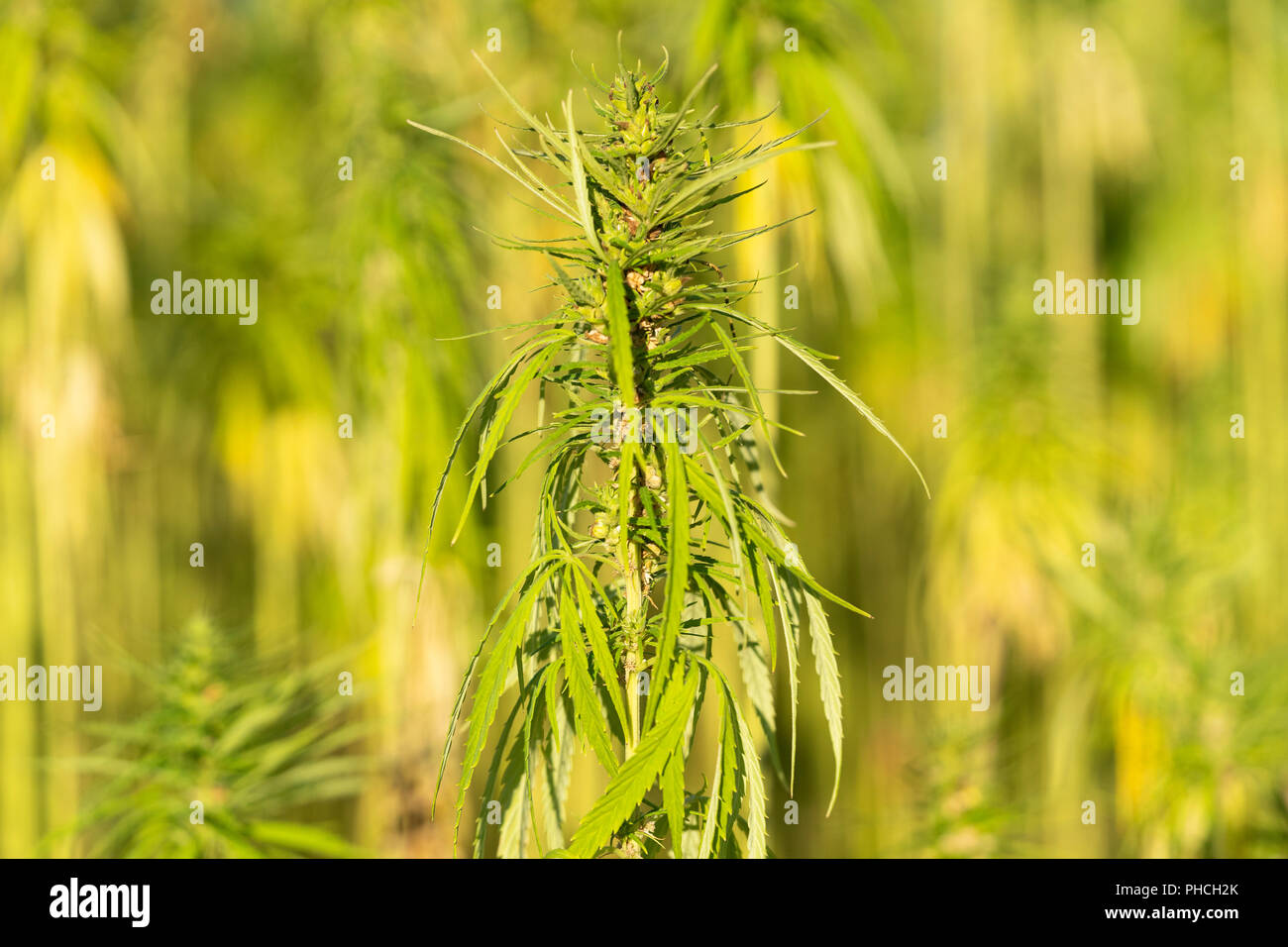 Plante de cannabis mature Banque de photographies et d’images à haute ...