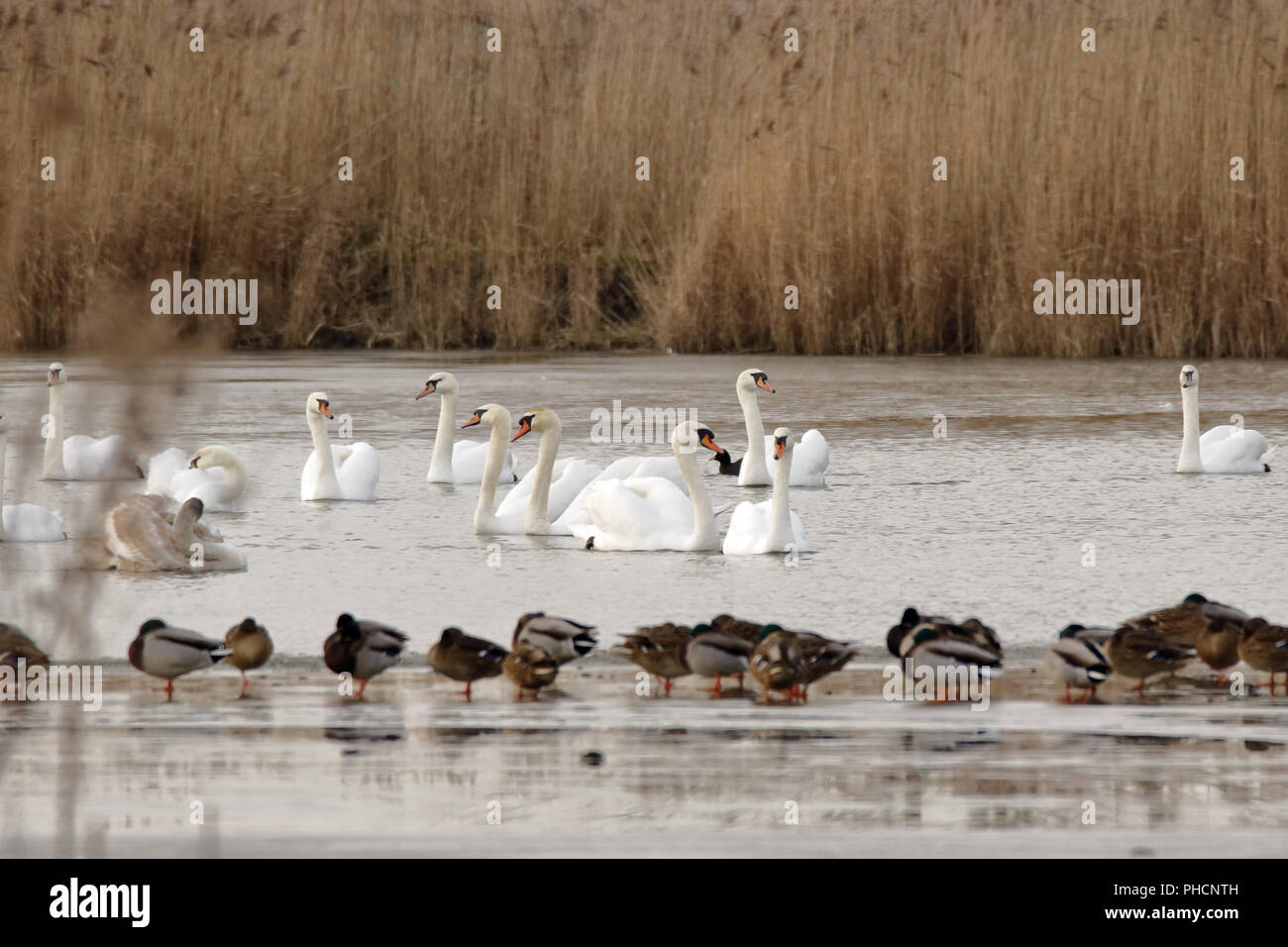 Cygnes sauvages en hiver Banque de photographies et d’images à haute résolution - Alamy