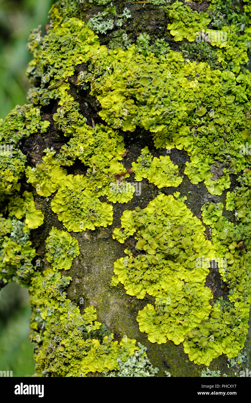 Lichen sur un tronc d'arbre Banque de photographies et d’images à haute ...