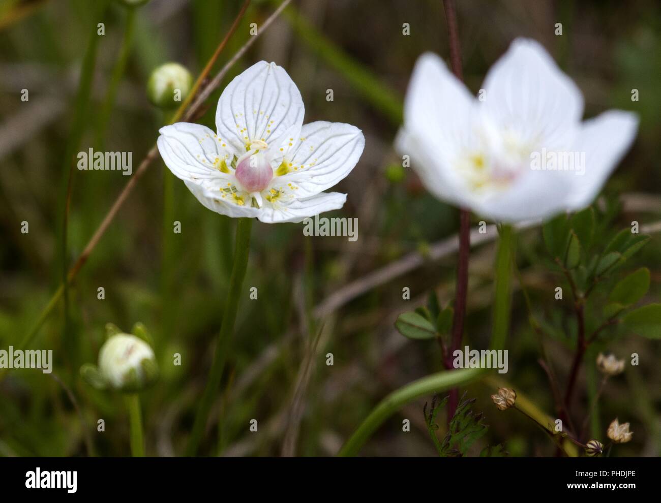Fleur de marais Banque de photographies et d’images à haute résolution ...