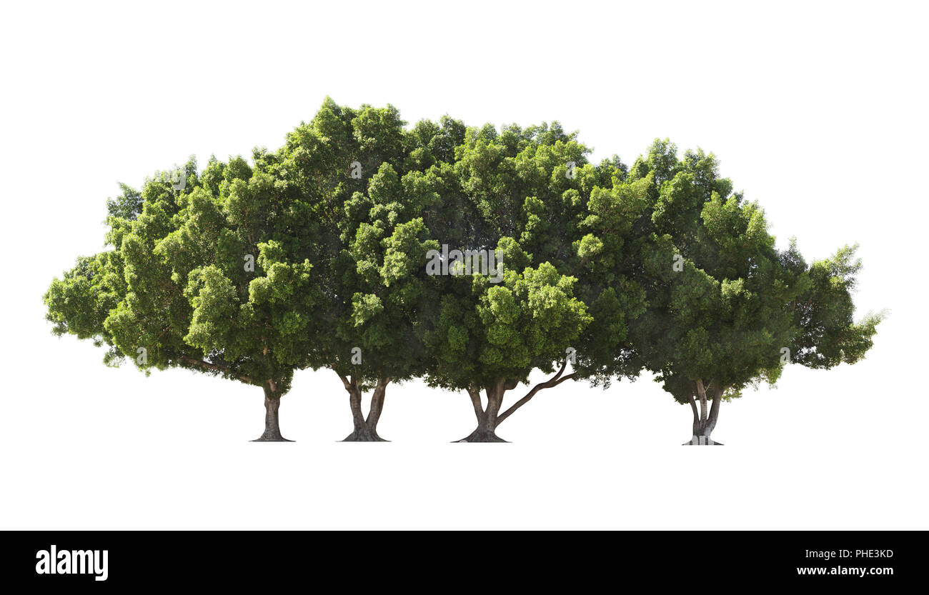 Groupe de quatre arbres Banque de photographies et d’images à haute ...