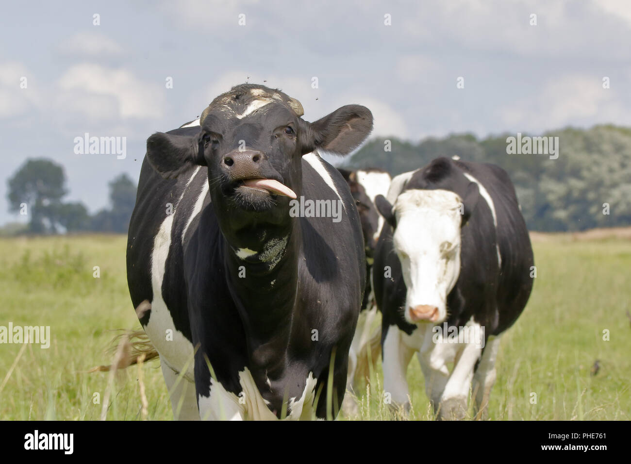 Langue de vache dehors Banque de photographies et d’images à haute ...