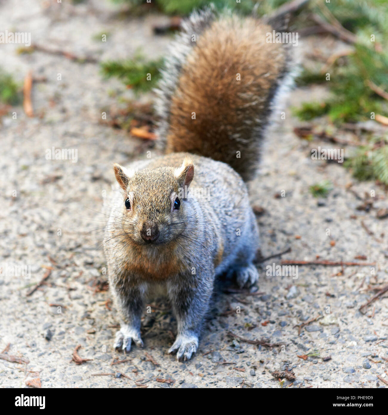 Sciurus vulgaris forêt noire Banque de photographies et d’images à ...