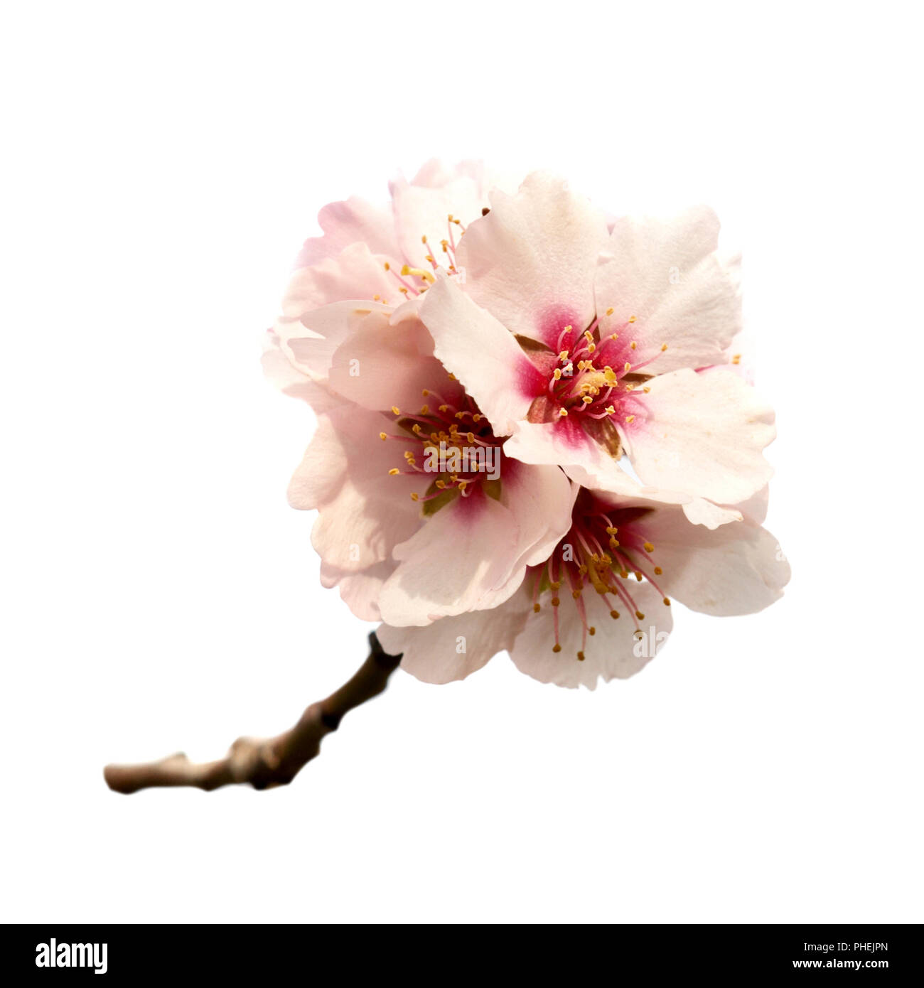 Arbre rose amandier Banque de photographies et d’images à haute ...