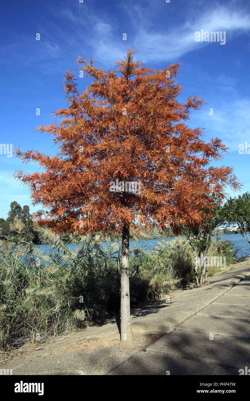 Taxodium ascendens Banque de photographies et d’images à haute ...