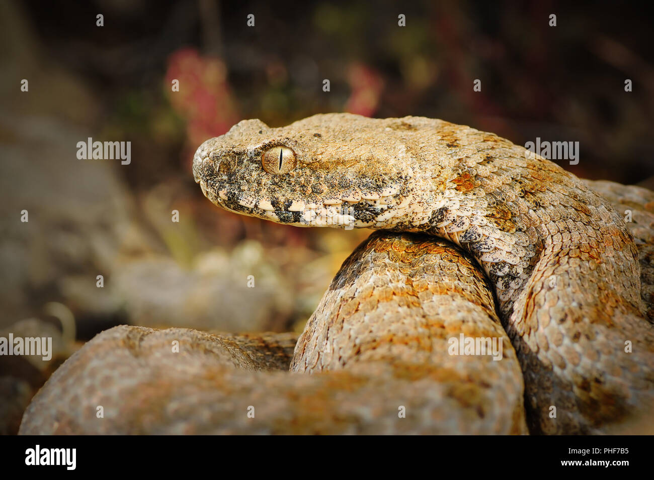 Viper macrovipera levantine Banque de photographies et d’images à haute ...